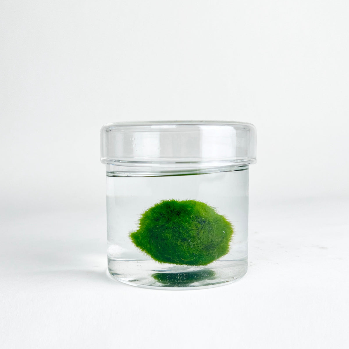 Marimo singolo in barattolo di vetro – Offfi